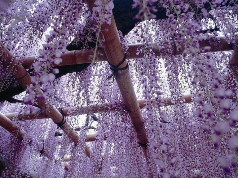 Explore Okazaki and Experience History Today - Nagoya is not boring